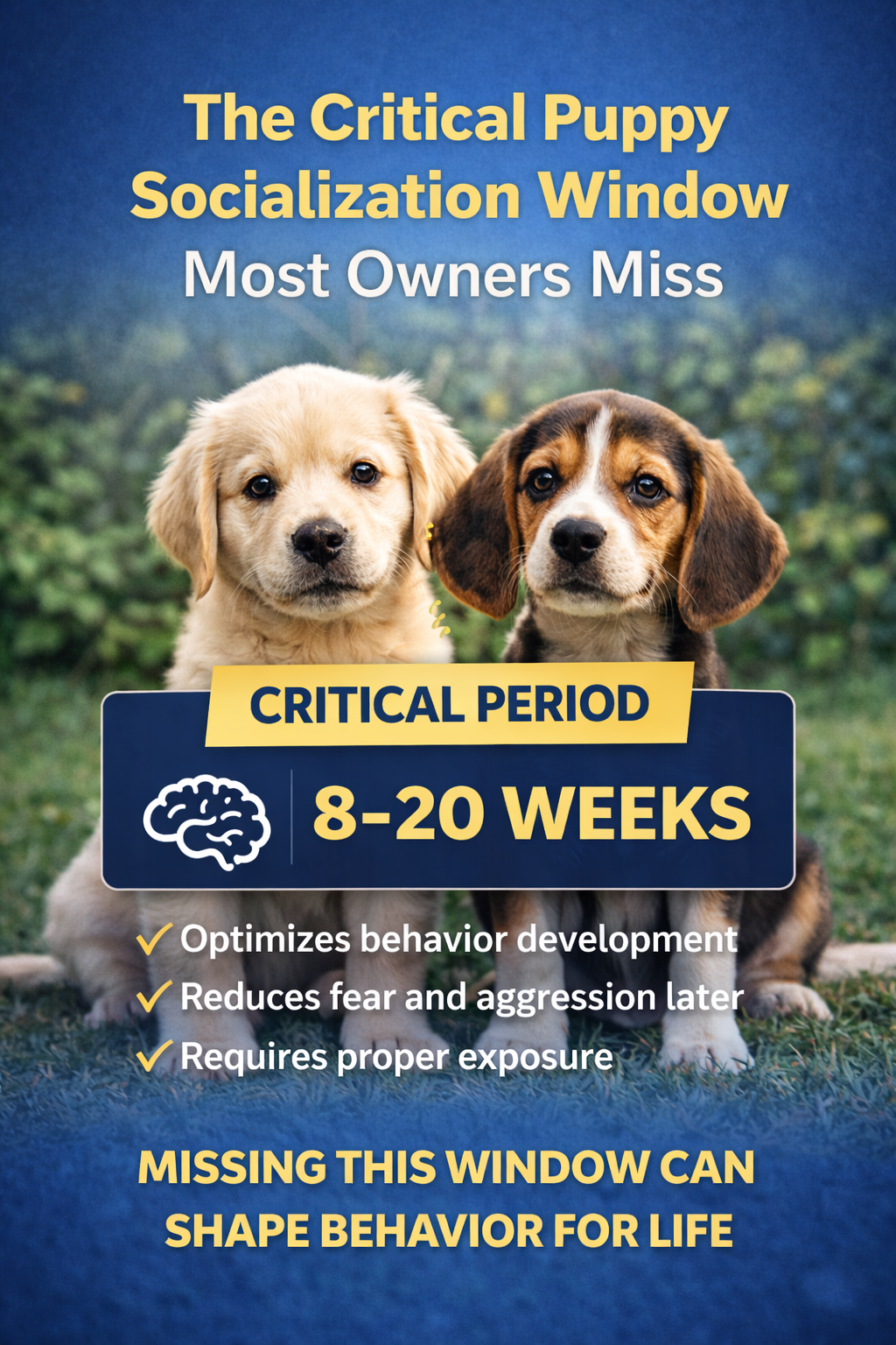 The Critical Puppy Socialization Window Most Owners Miss