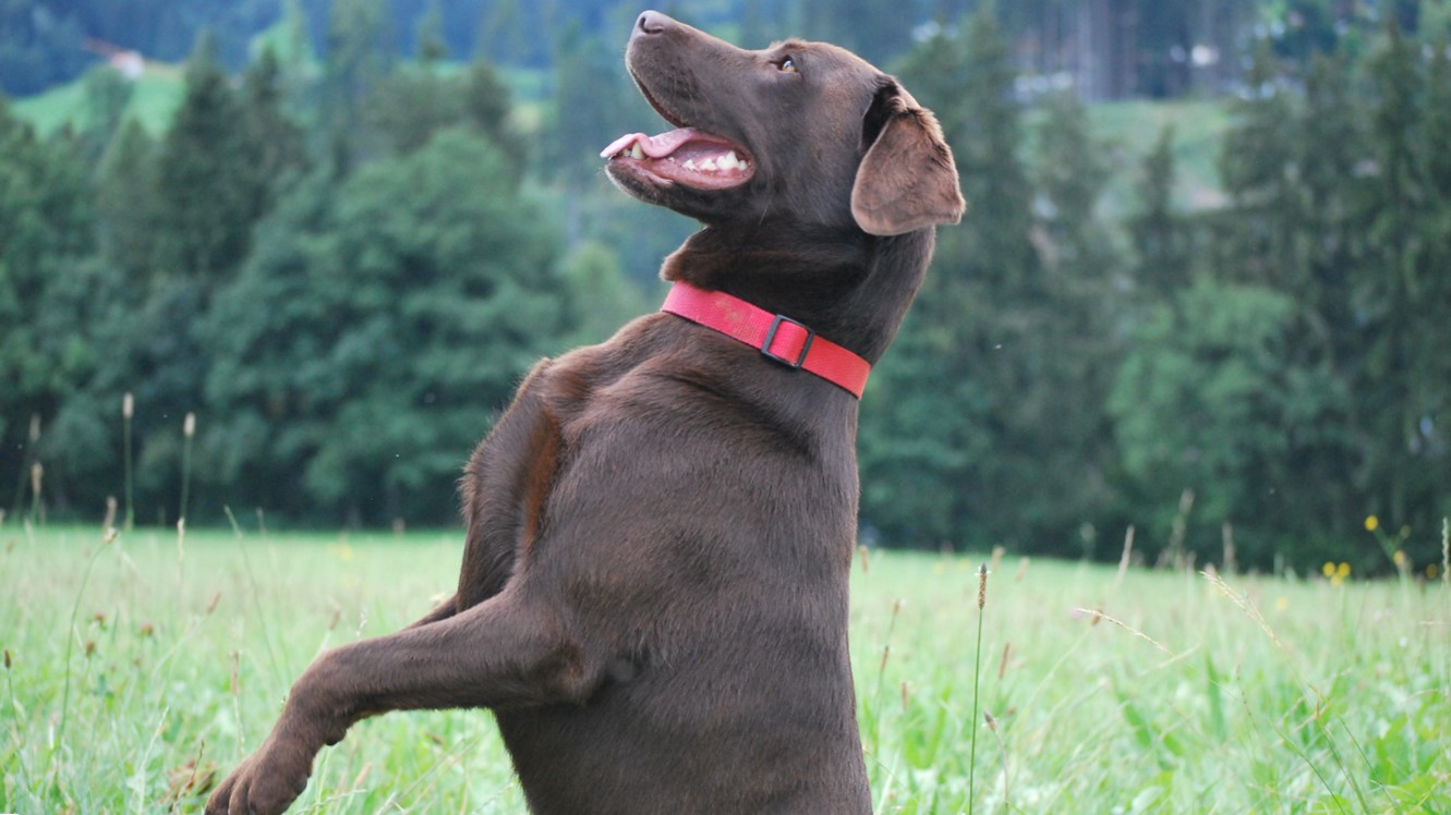 How To Deal With A Dog Who Constantly Jumps; Tips From a Dog Behavior ...