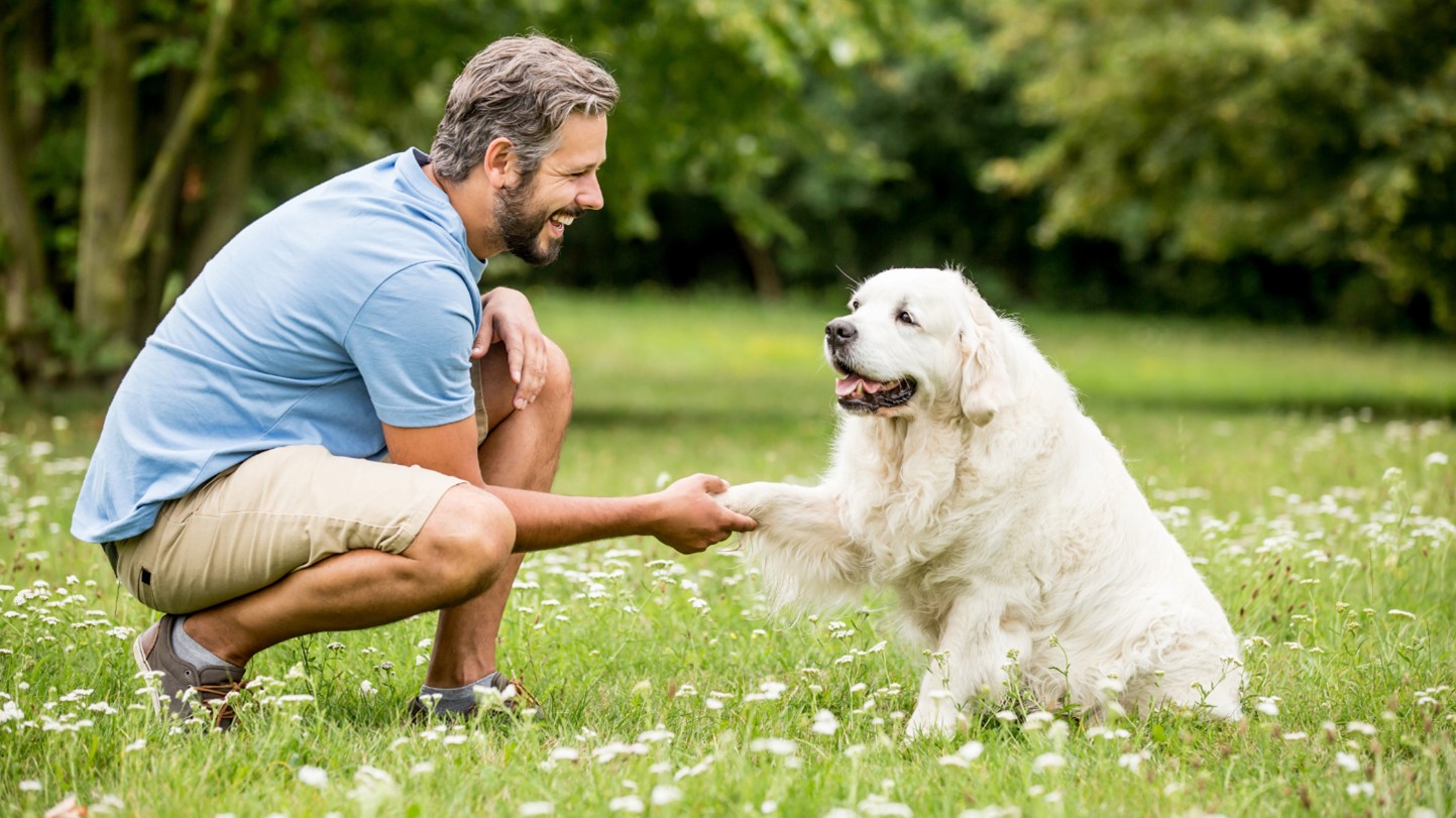 Training Your Dog During the Summer: Advice from a Dog Behavior ...